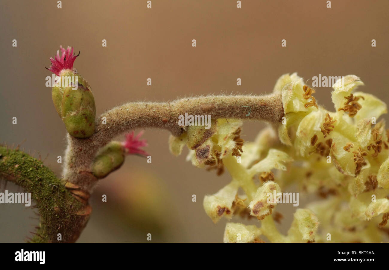 Hazel flowers female hi-res stock photography and images - Alamy
