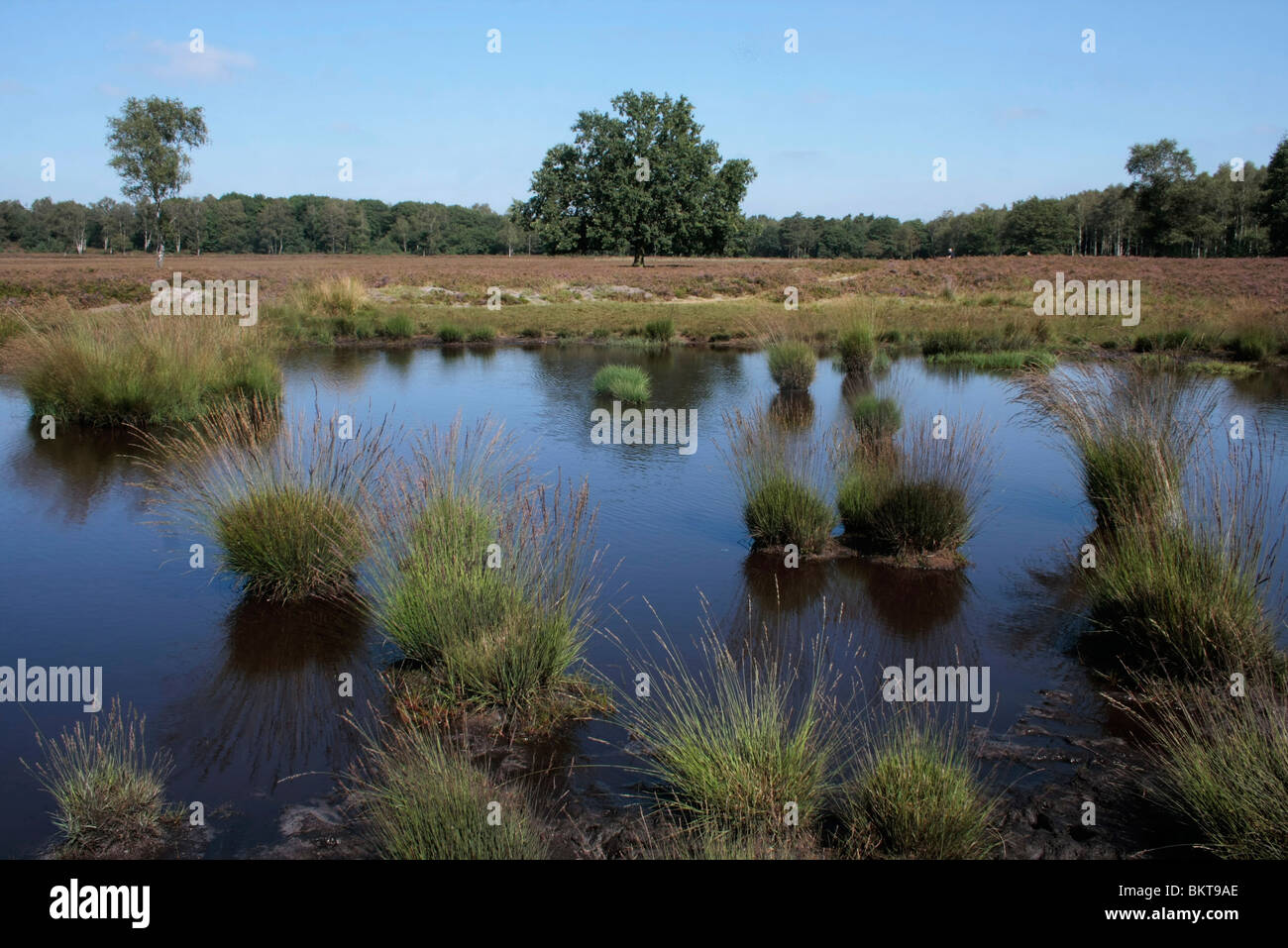 Heideweken hi-res stock photography and images - Alamy