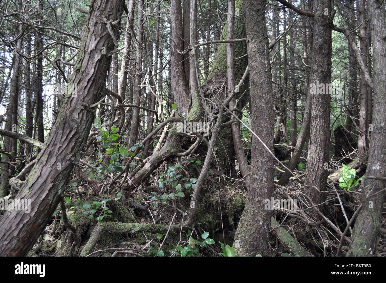 Sitka forest hi-res stock photography and images - Alamy