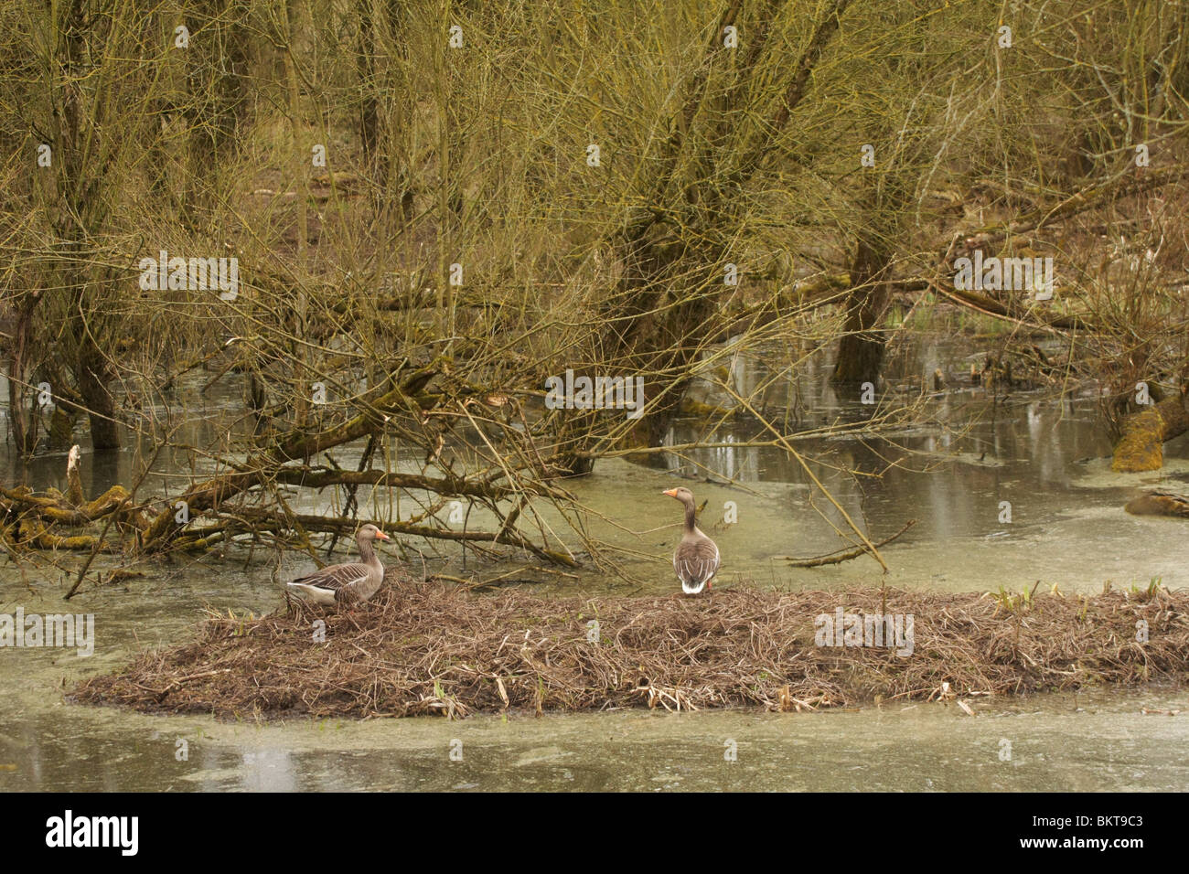 Paartje Grauwe ganzen met nestdrang zoeken een broedplek verborgen ...