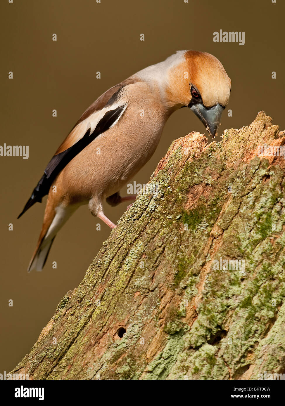 Foraging on tree hi-res stock photography and images - Alamy