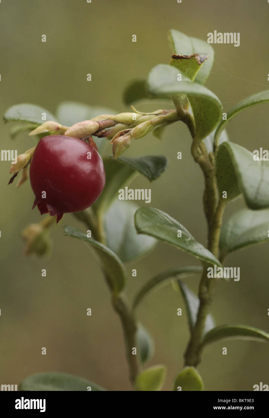 Een enkele overgebleven bes in de nog vrucht/bloemloze ...