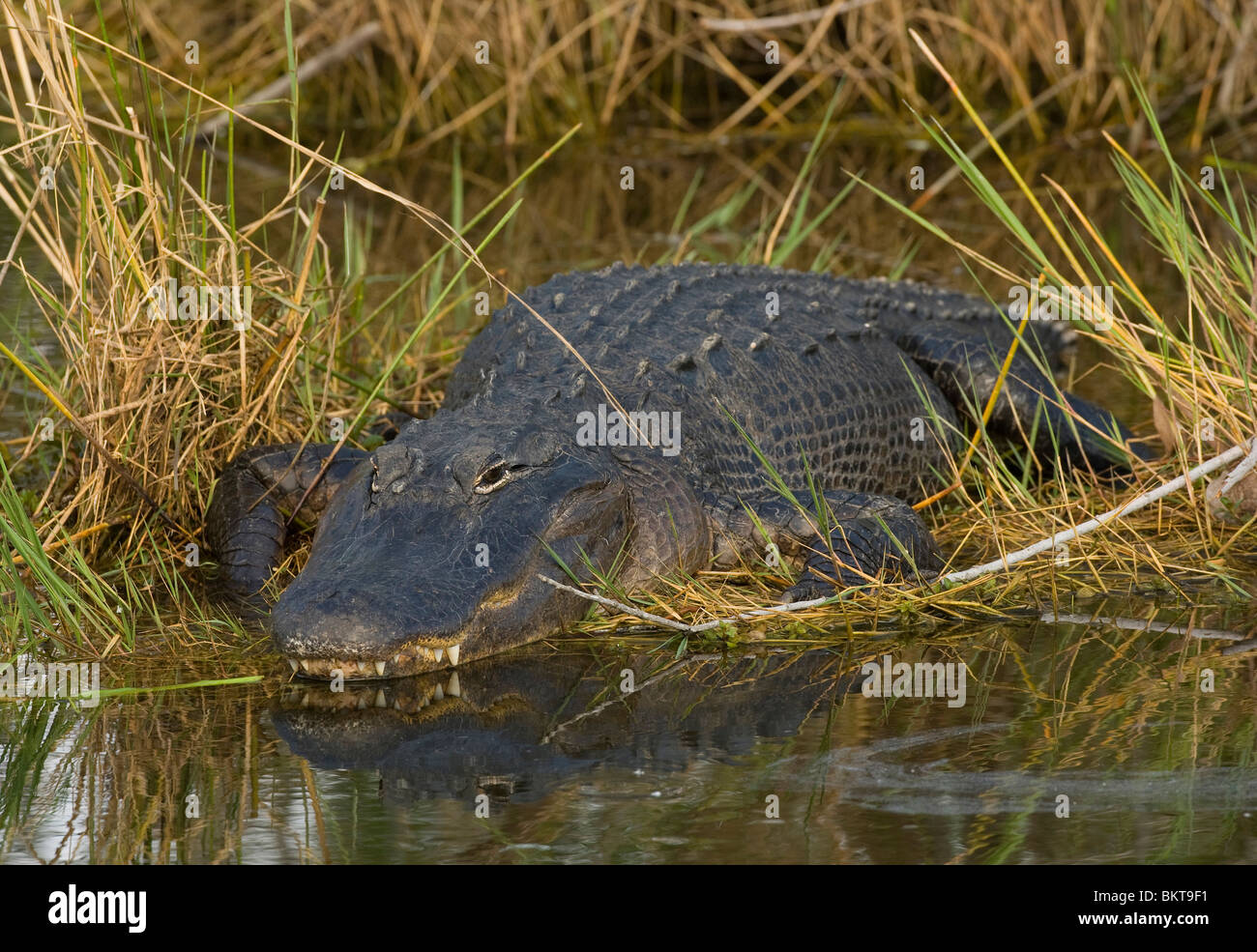Amerikaanse Aligator, Alligator mississippiensis, American Alligator ...