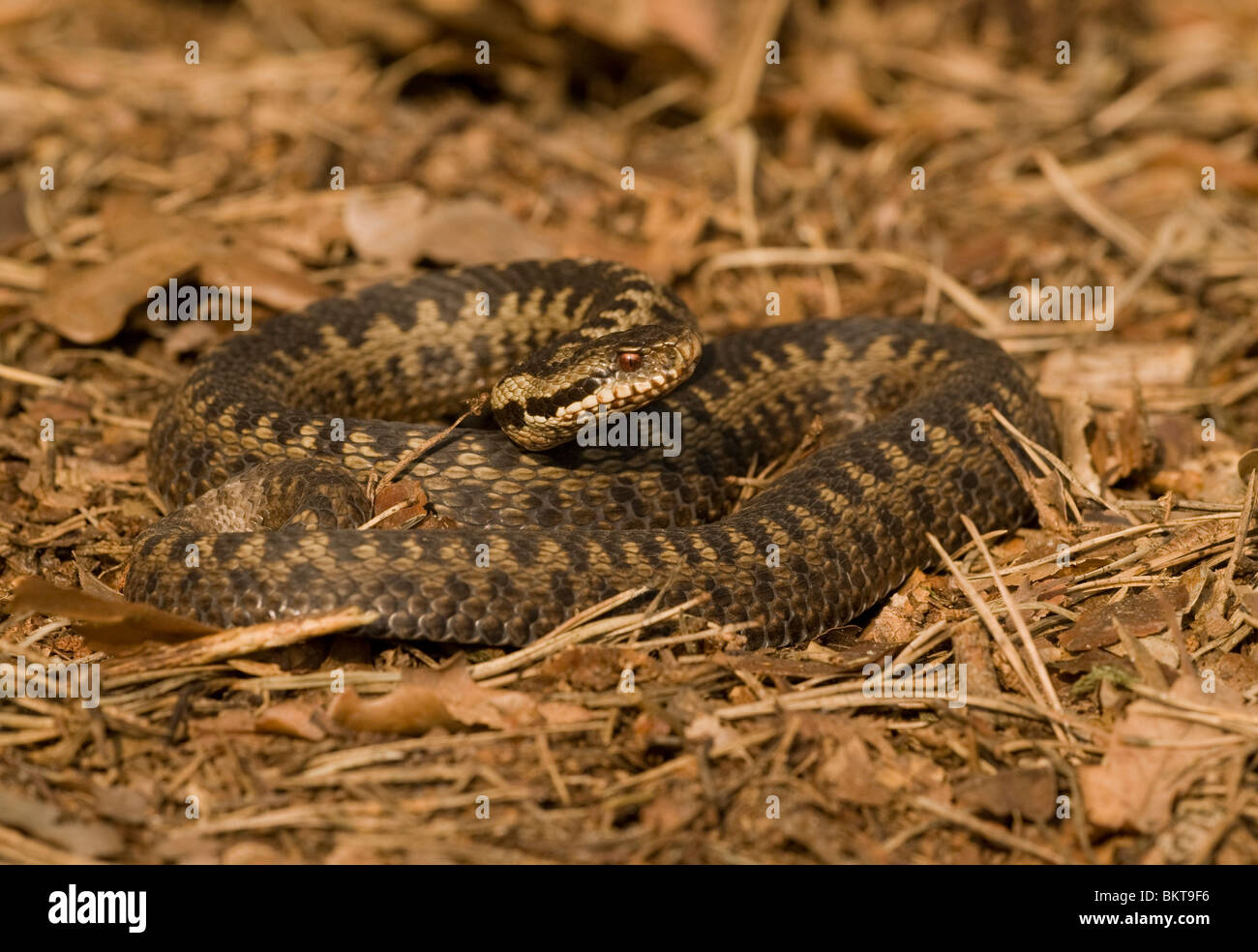 Water Adder High Resolution Stock Photography and Images - Alamy