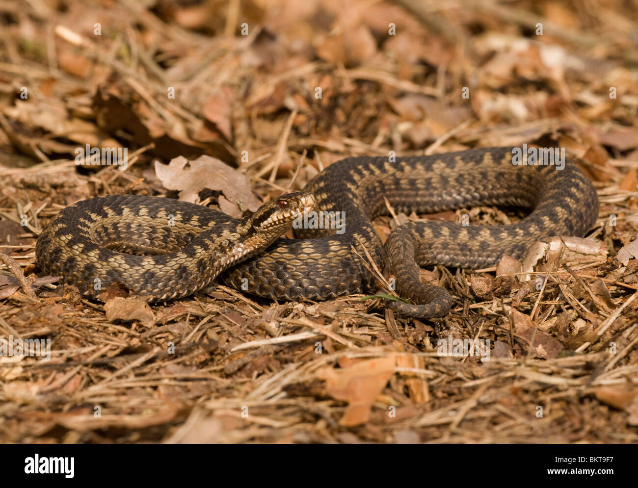 Adder, Vipera berus, Common adder Stock Photo - Alamy