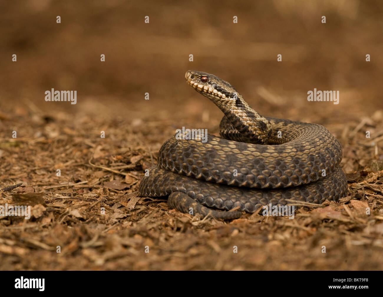 Adder, Vipera berus, Common adder Stock Photo - Alamy