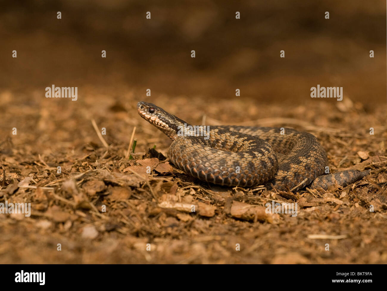 Water adder hi-res stock photography and images - Alamy