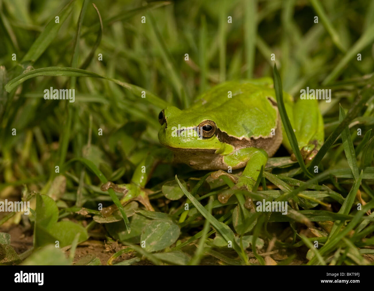 Common tree frog on grass Stock Photo - Alamy