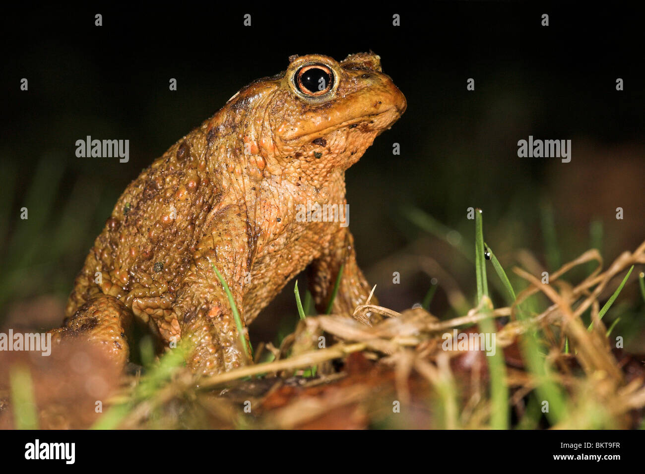 a common toad on the lookout for passing females Stock Photo - Alamy