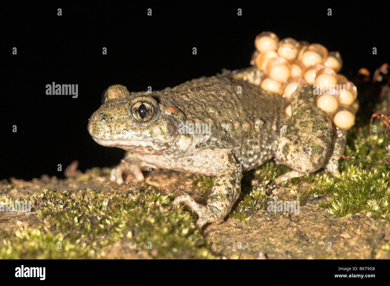 Toad spawn hi-res stock photography and images - Alamy