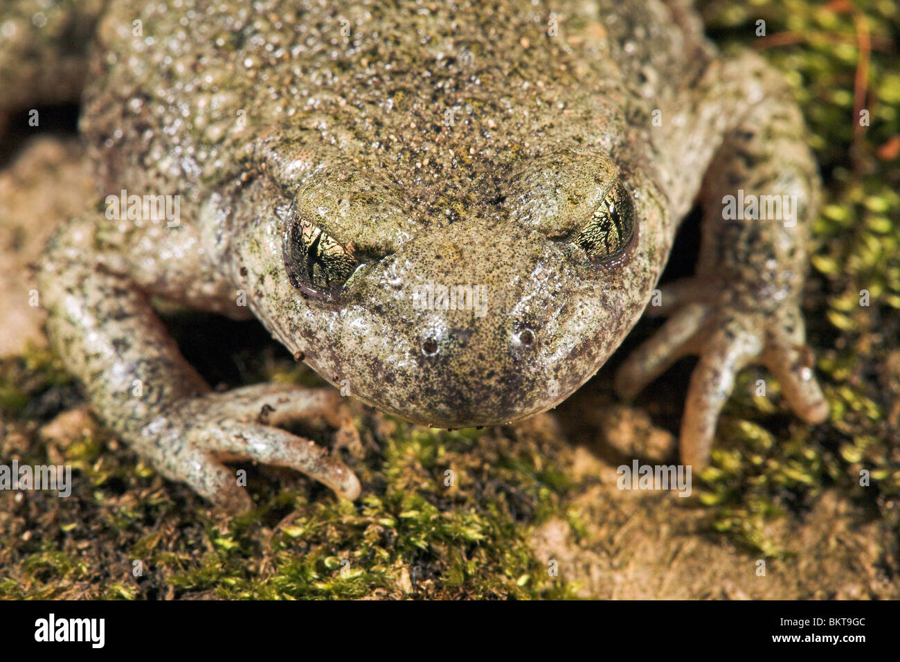 portrait of a common midwife toad Stock Photo - Alamy