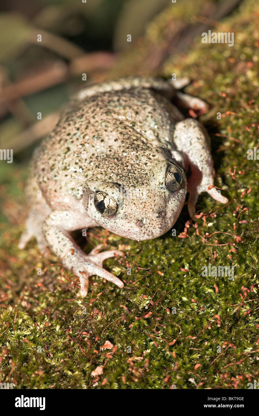 vertical photo of a common midwife toad crawling over a tree root that ...