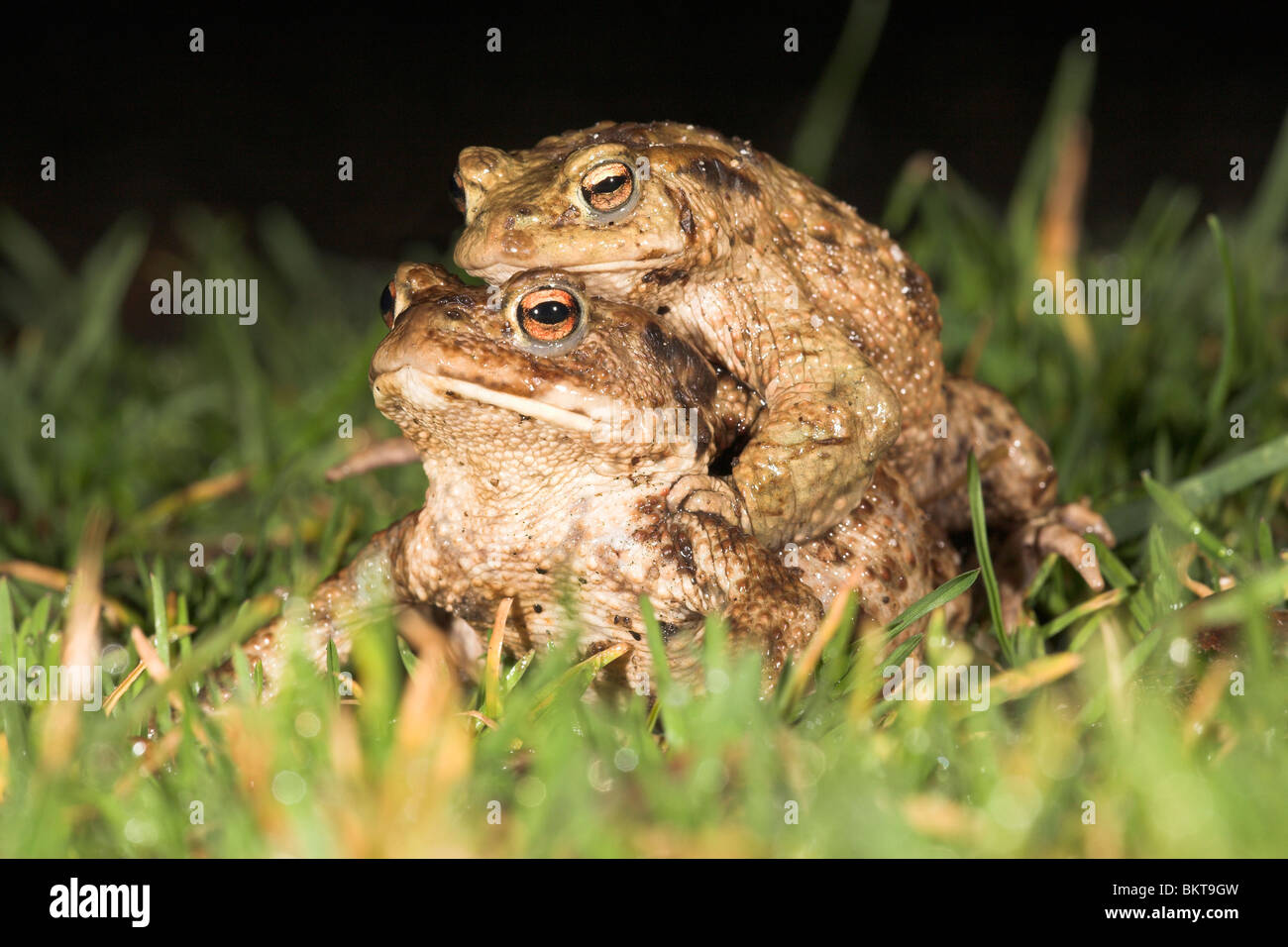 photo of a pair of common toads migrating at night through the grass ...