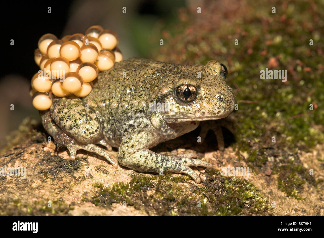 photo of a male midwife toad with eggs (spawn Stock Photo - Alamy