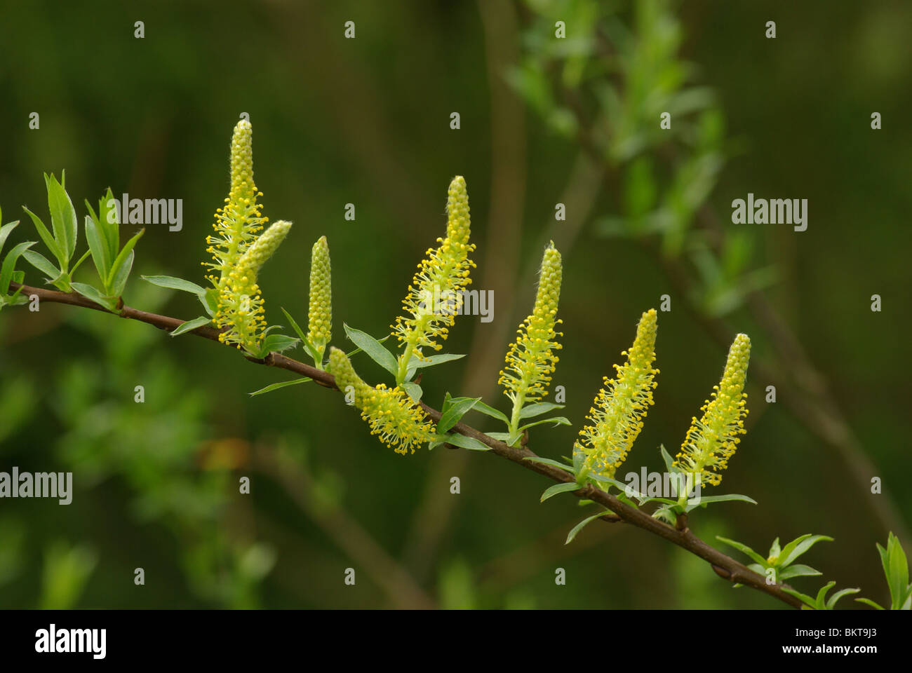 Male flowers of a willow Stock Photo - Alamy