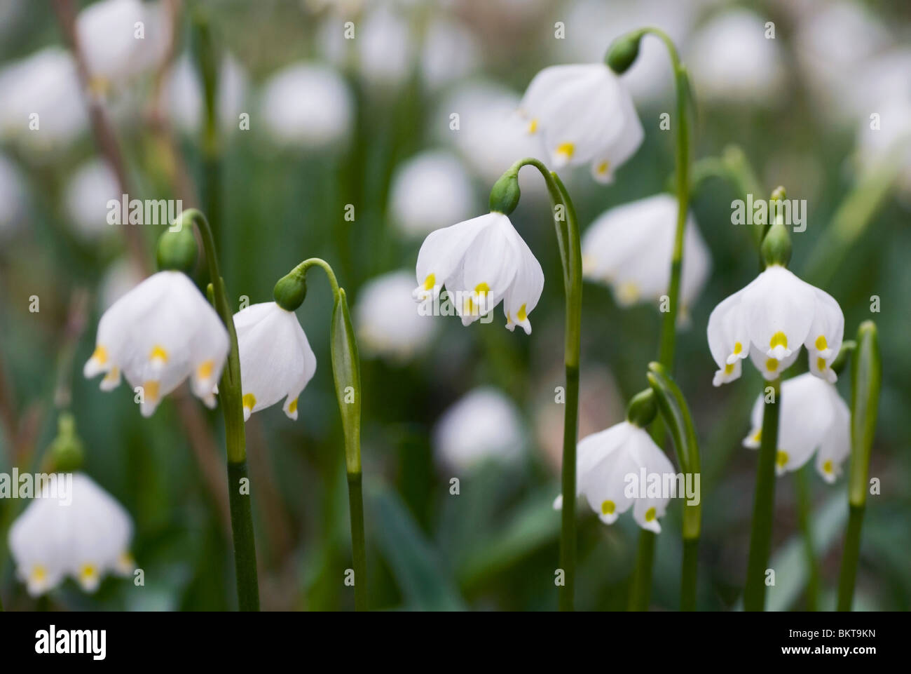 Een groepje lenteklokjes bij elkaar; A group of spring snowflakes Stock Photo - Alamy