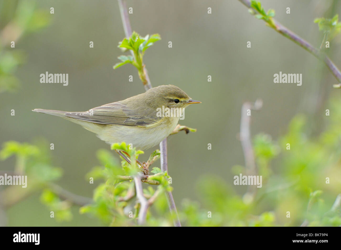 Fitis foeragerend in rozenstruik met groene achtergrond. Willow Warbler ...