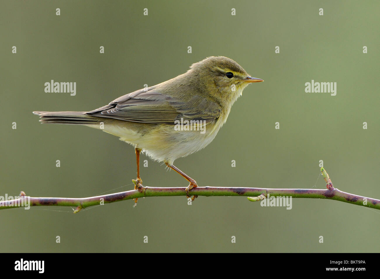 Fitis op takje rozenstruik met groene achtergrond. Willow Warbler ...