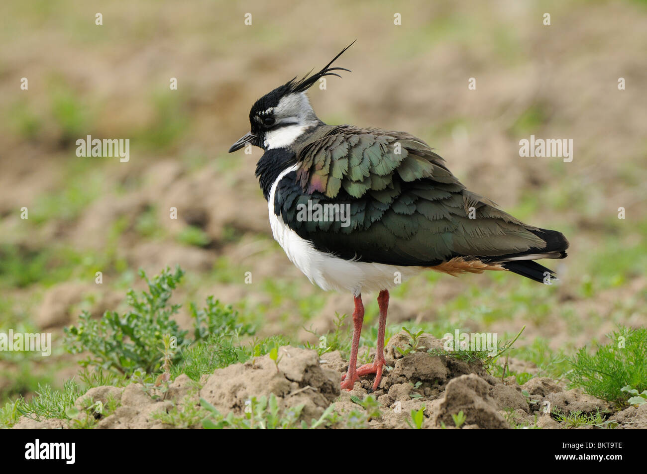 Lapwing on the ground hi-res stock photography and images - Alamy