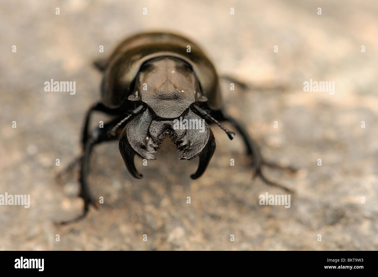 Apterus hi-res stock photography and images - Alamy