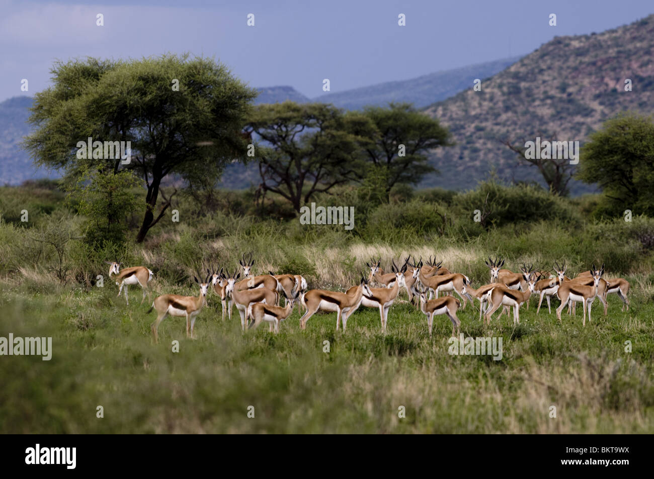 Springbok namibia hi-res stock photography and images - Alamy