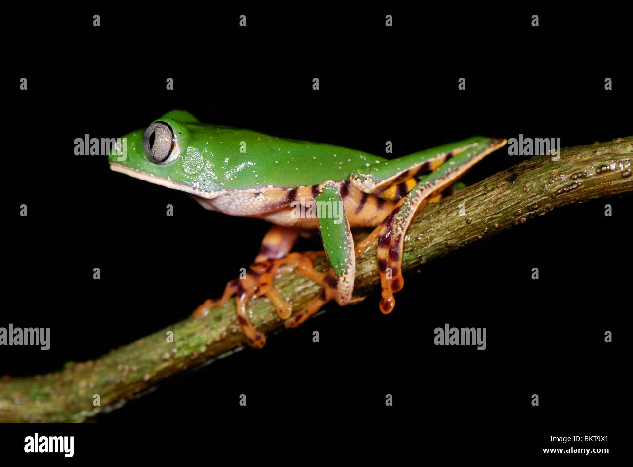 Barred monkey frog hi-res stock photography and images - Alamy
