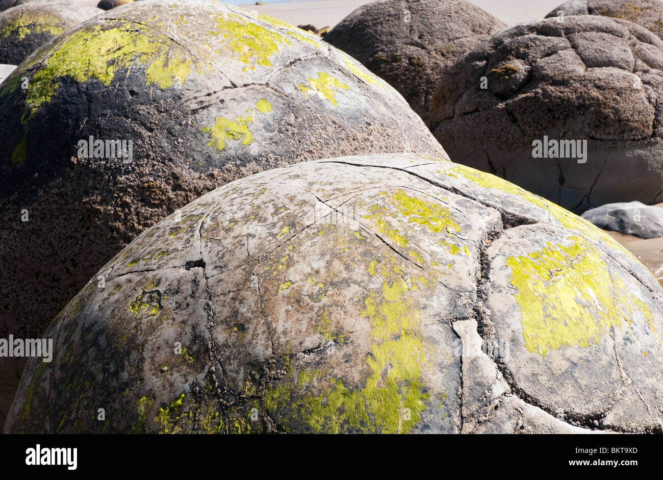 The Moeraki Boulders are large spherical boulders lying along a stretch ...