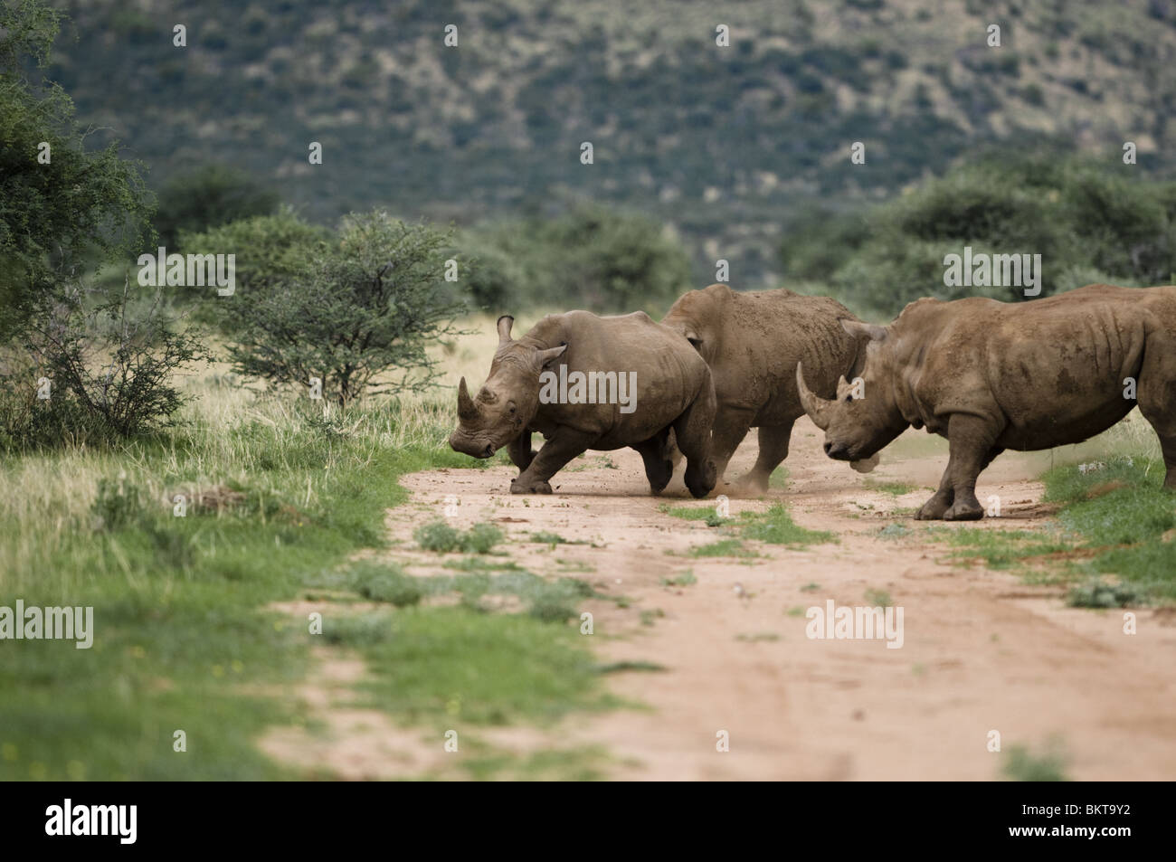 White rhino at Erindi game reserve, Namibia, Africa Stock Photo - Alamy