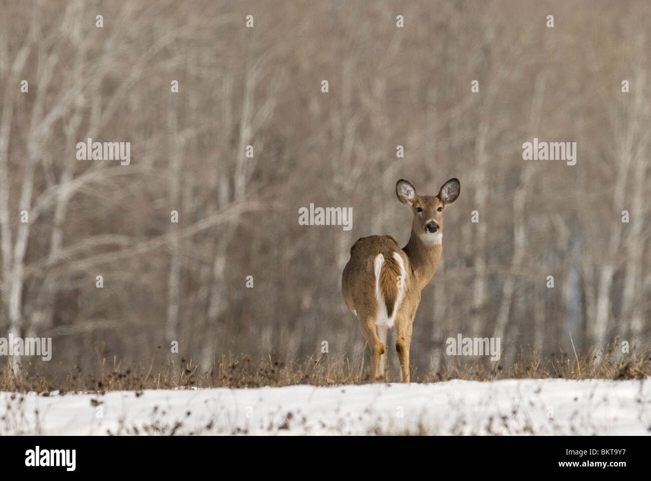 Een Witstaarthert staat in een met sneeuw bedekt veld,A White-tailed ...
