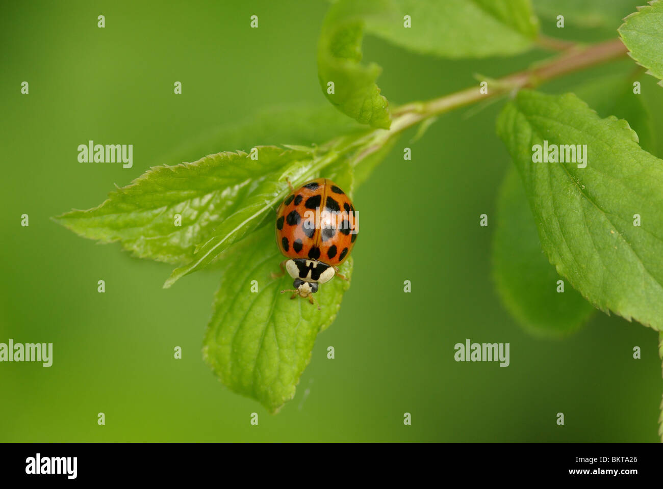 Lady bug hi-res stock photography and images - Alamy