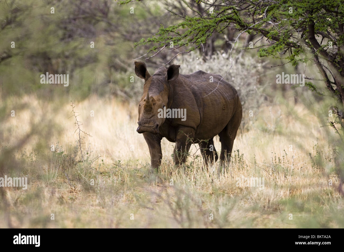 White rhino at Erindi game reserve, Namibia, Africa Stock Photo - Alamy