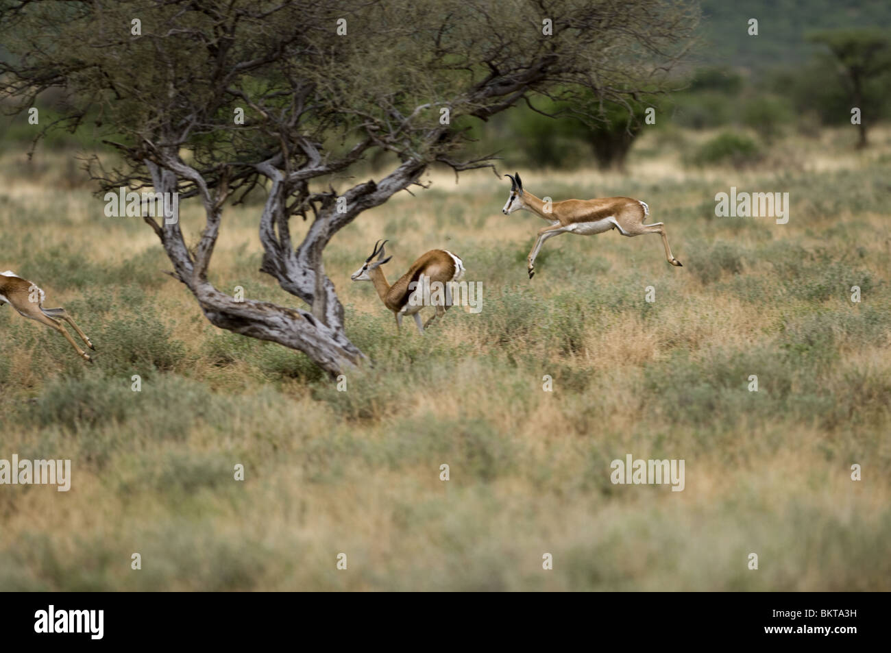 Herd of springbok, Namibia Stock Photo - Alamy