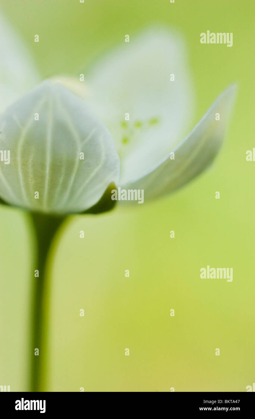 Parnassus grass hi-res stock photography and images - Alamy