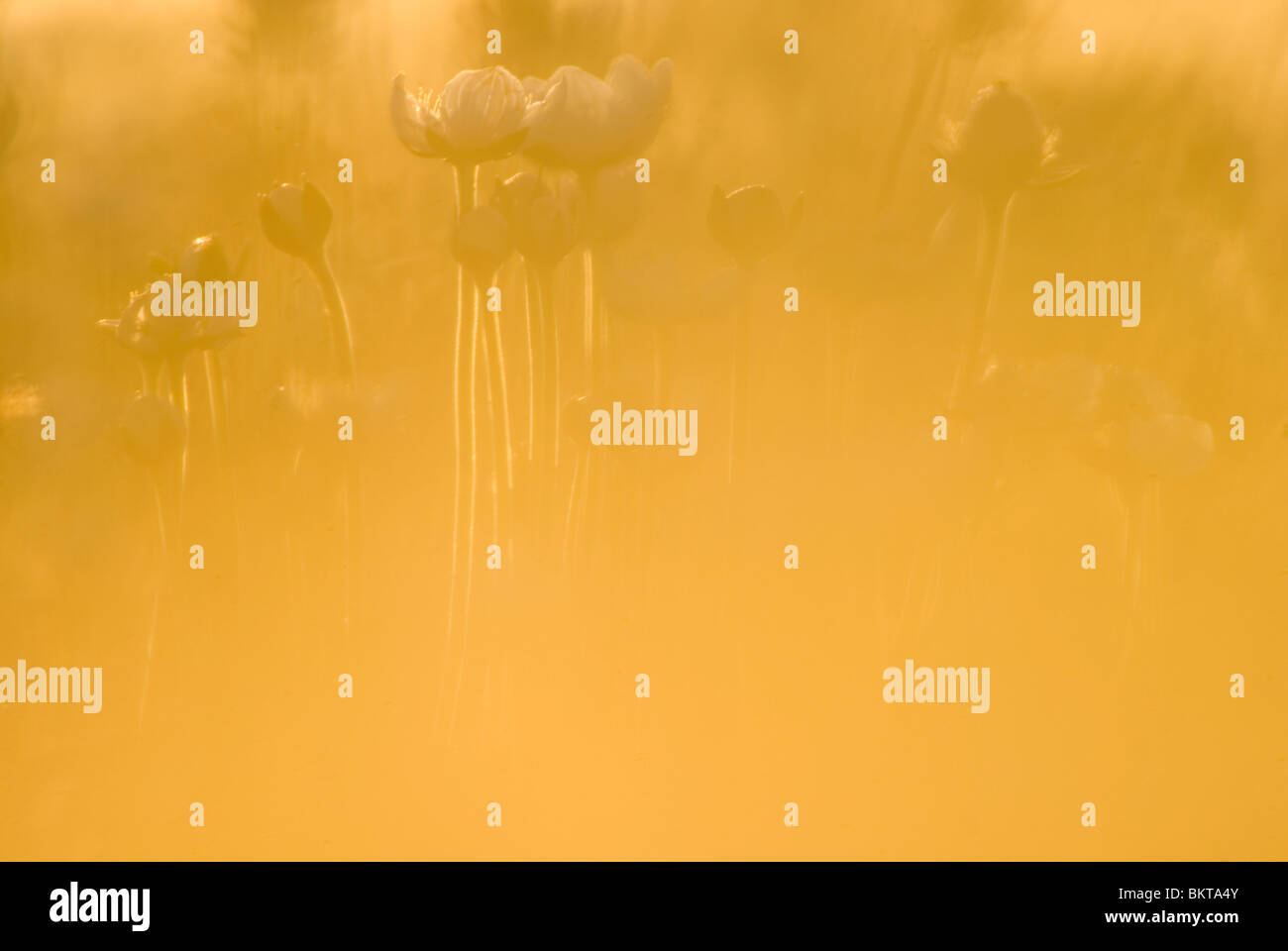 Grass of parnasssus hi-res stock photography and images - Alamy