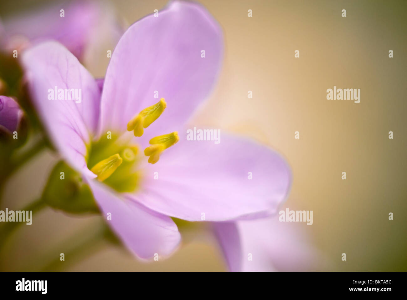 Pinksterbloem hi-res stock photography and images - Alamy