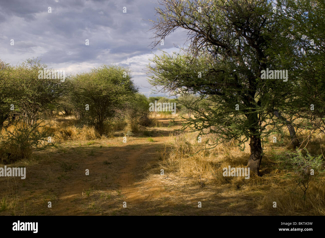 A road through the African Bush, Namibia Stock Photo - Alamy