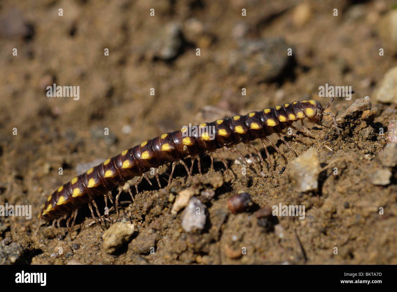 Diplopoda sp hi-res stock photography and images - Alamy
