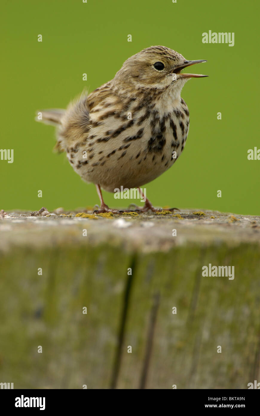Meadow pipit song flight hi-res stock photography and images - Alamy