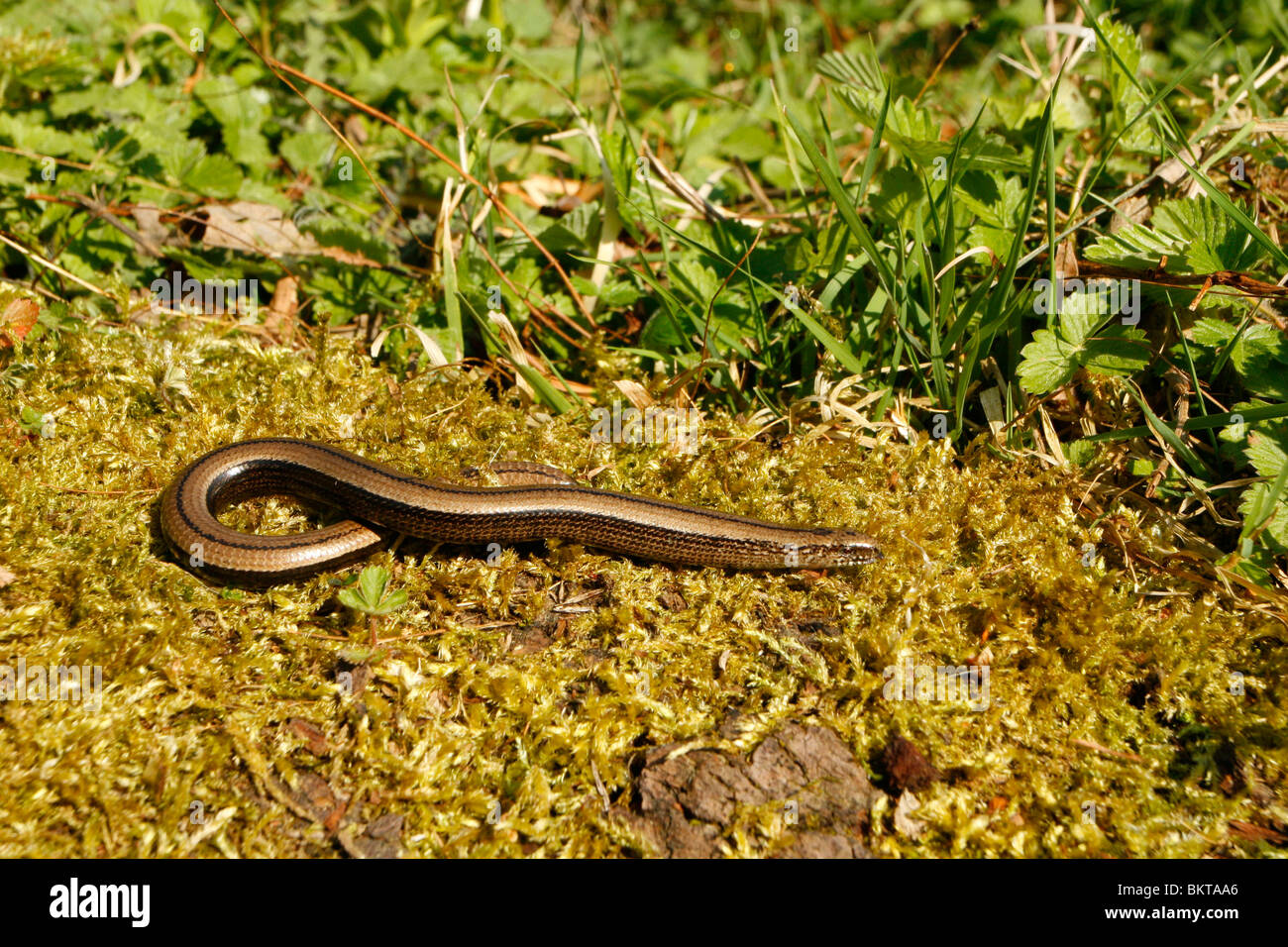 bovenaanzicht vrouwtje hazelworm zich opwarmend op bemoste stronk in ...