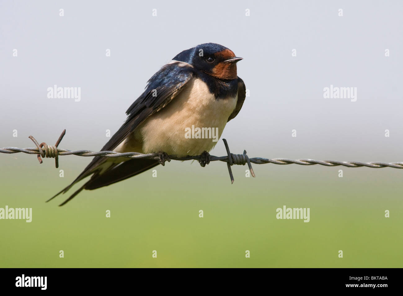 Vrouwtje van de Boerenzwaluw; Female Barn Swallow Stock Photo - Alamy