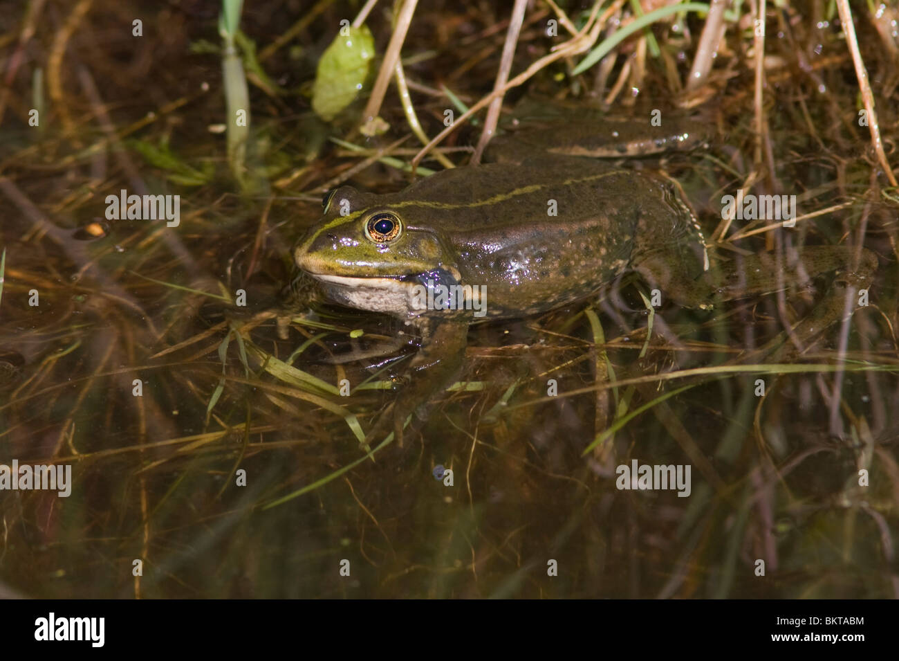 Meerkikker; Marsh Frog Stock Photo - Alamy