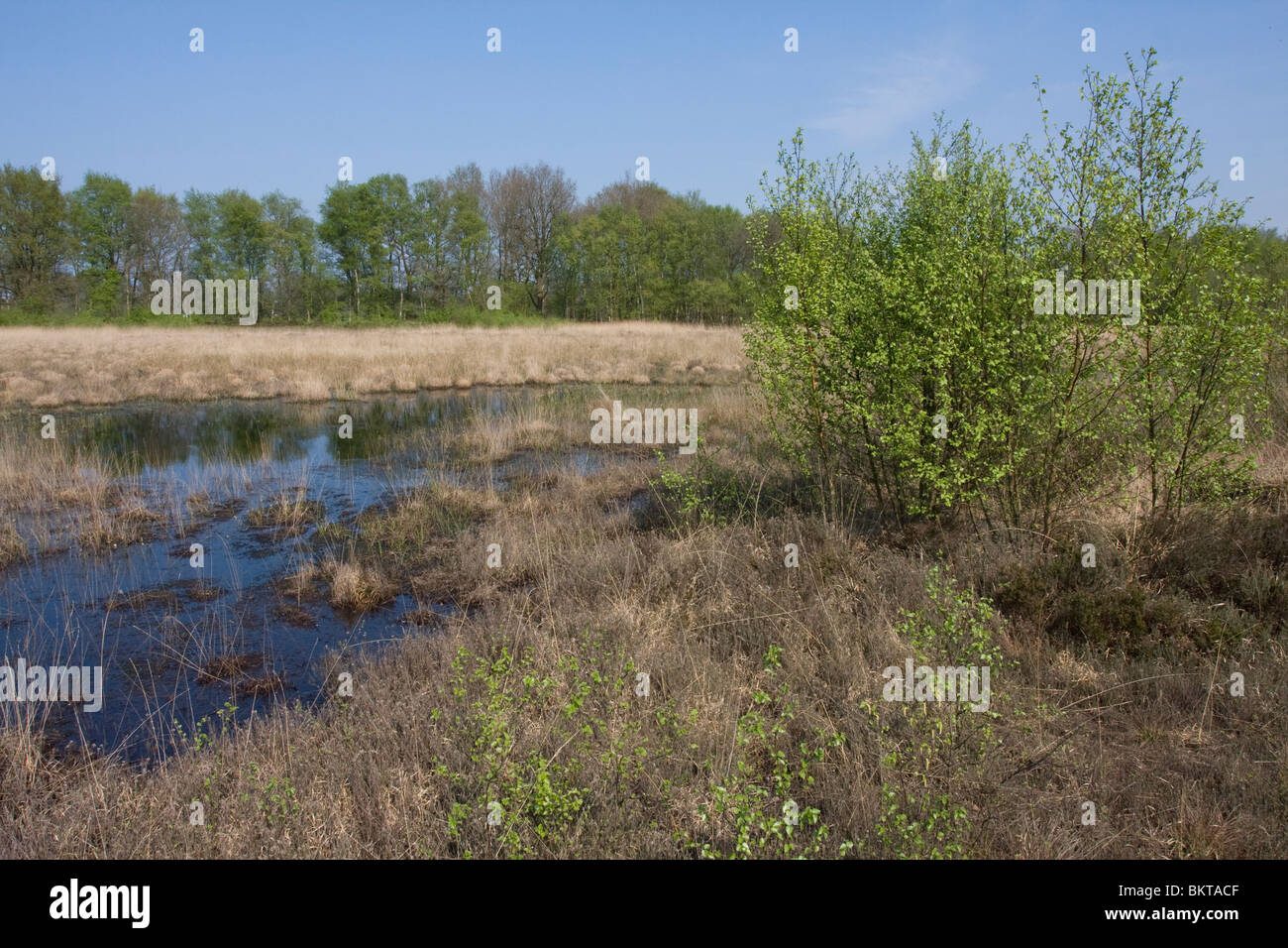 Hoogveenlandschap hi-res stock photography and images - Alamy
