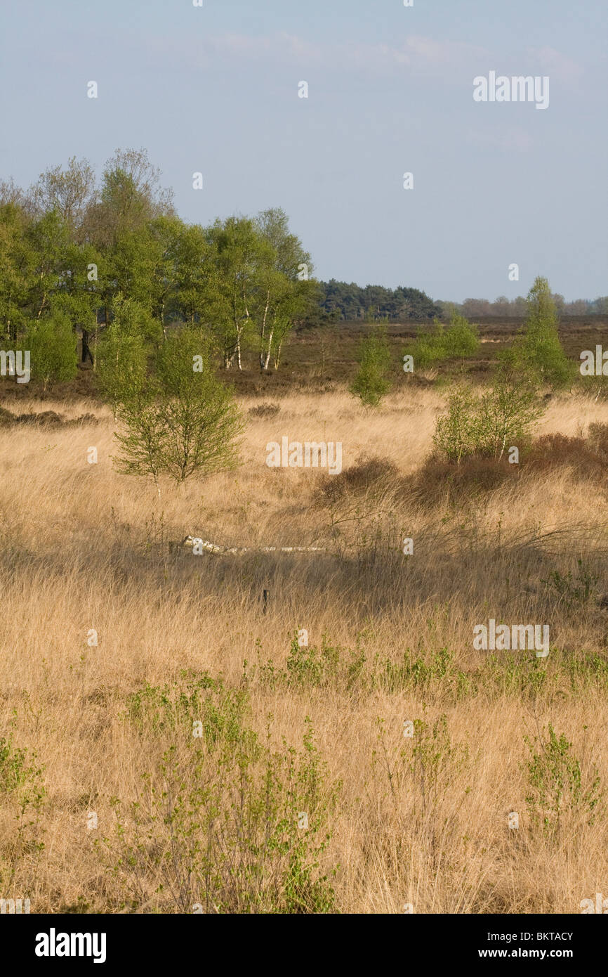 Balloerveld hi-res stock photography and images - Alamy