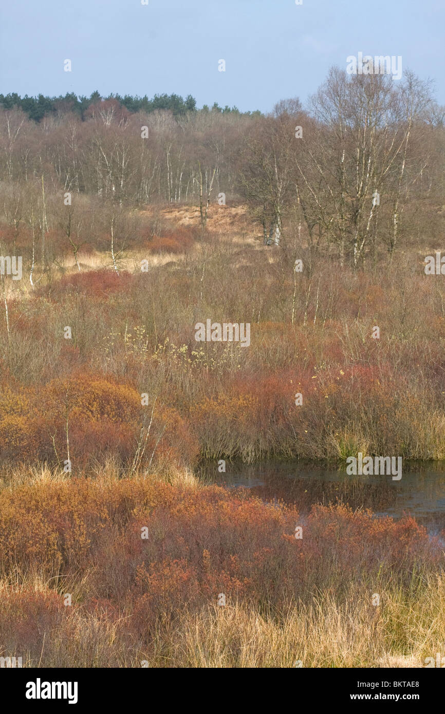 Gagel hi-res stock photography and images - Alamy