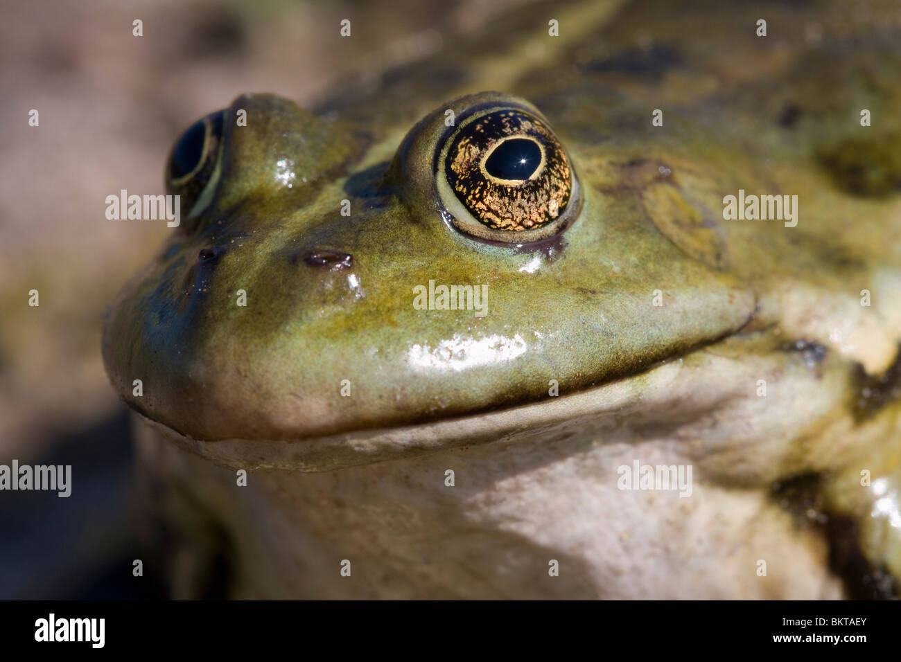 Meerkikker; Marsh Frog Stock Photo - Alamy