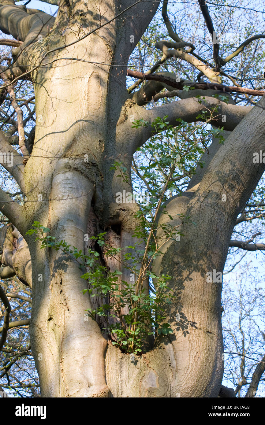 Vlier in een oude beukenboom; Elder growing inside an old beech tree ...
