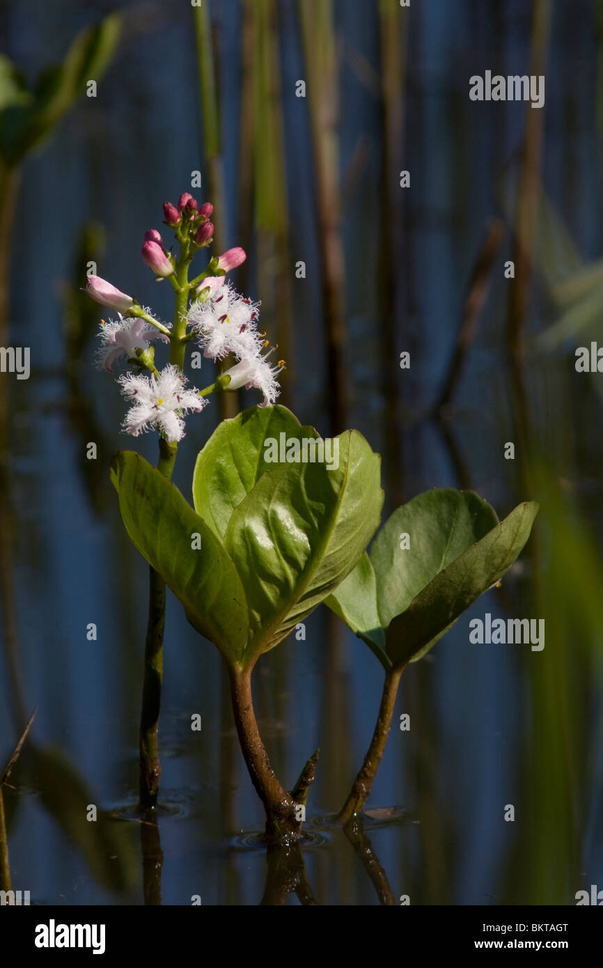 Buck bean plant hi-res stock photography and images - Alamy