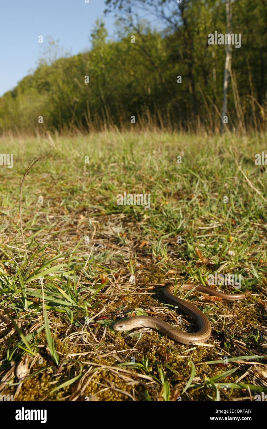 Hazelworm hi-res stock photography and images - Alamy