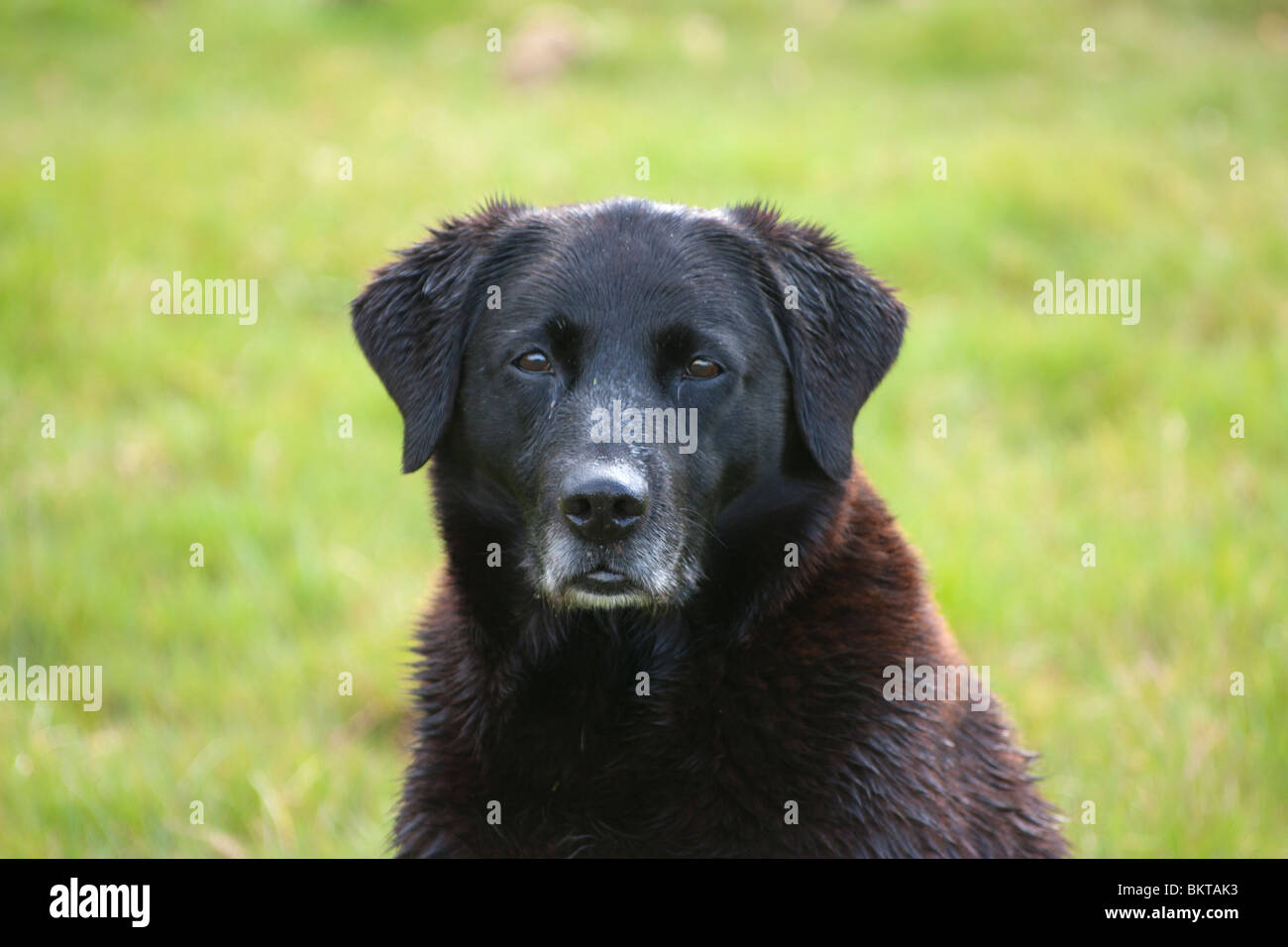 Isolated black labrador hi-res stock photography and images - Alamy