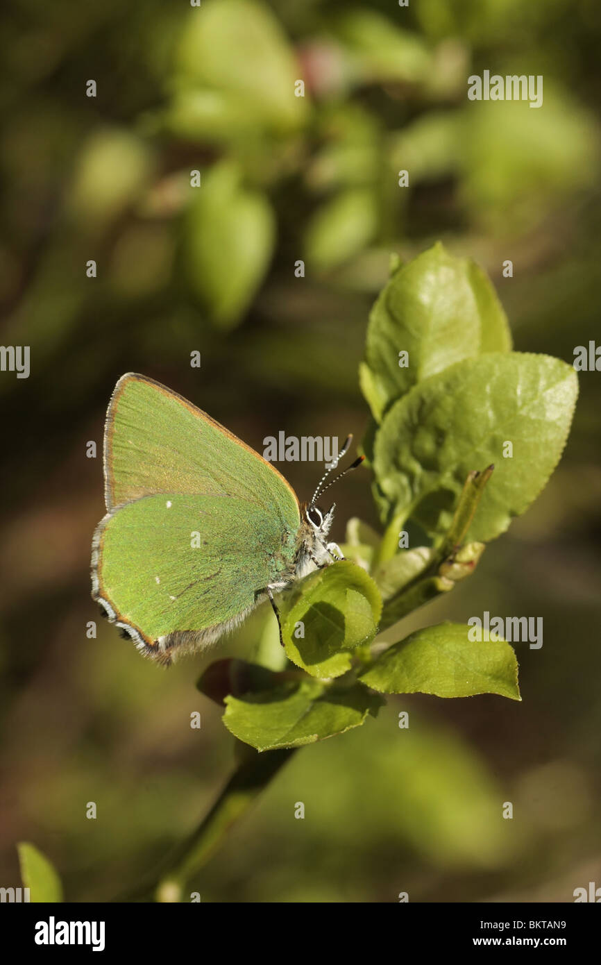 Groentje zitten op blauwe bosbes hi-res stock photography and images ...